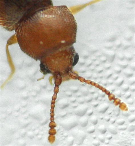 Beetle 10 Atomaria Lewisi Bugguide Net