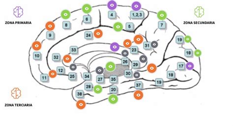 Esquema Del Cerebro Genially