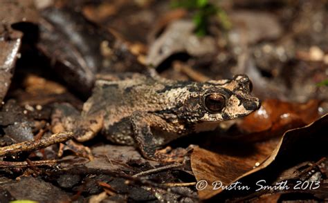 Puerto Rican Crested Toad Aza Amphibian Taxon Advisory Group