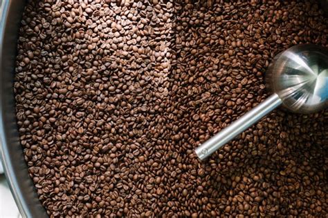 A Deep Dive Into The Coco Peat Production Process Osum