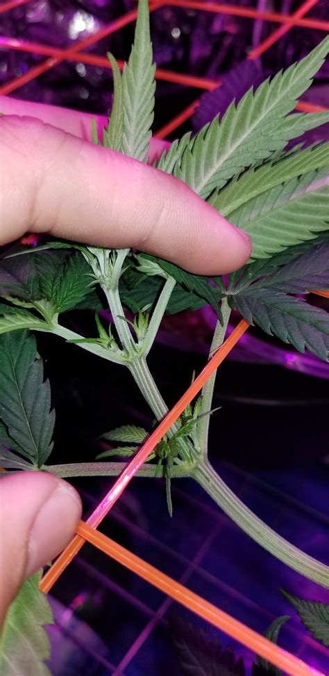 Can Anyone Help Sex These Plants Grasscity Forum The Worlds Largest Cannabis And Weed Community