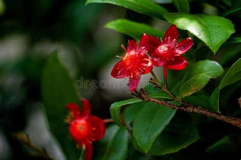 Ochna Serrulata Small Leaved Plane Carnival Ochna Bird S Eye Bush Mickey Mouse Plant Mickey