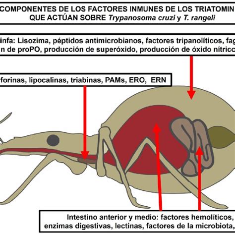 Factores De La Respuesta Inmune Identificados En Los Triatominos