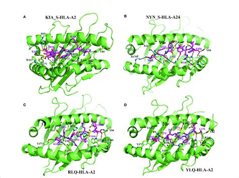 Molecular Bases Of Epitope Hla I Complexes And Effects Of Epitope Download Scientific Diagram