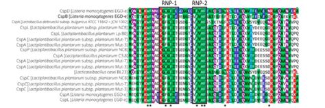 multiple alignments of cspa cspl amino acid sequences using muscle rna