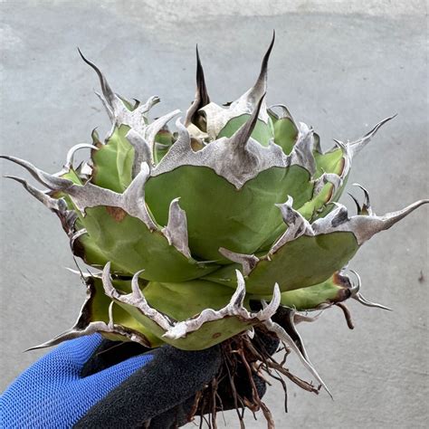 Yahoo オークション Uncle Sam アガベ チタノタ ハデス Agave Ti