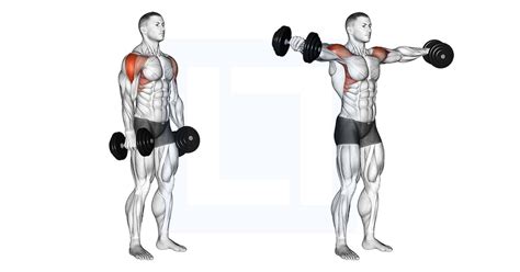 Dumbbell Rear Lateral Raise Guide Benefits And Form