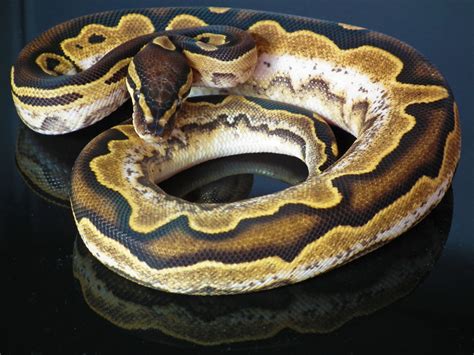 Sugar Morph List World Of Ball Pythons