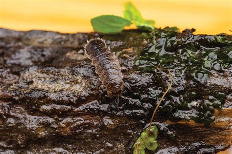Freshwater Sow Bug