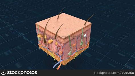 Anatomy Of The Skin Showing The Epidermis Dermis And Subcutaneous Tissue 3d Illustration