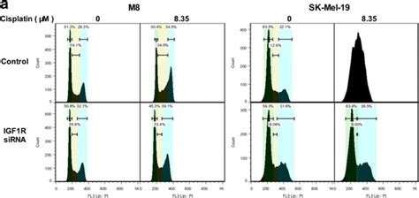Igf1r Can Influence Cell Cycle Of Melanoma Cells A After Silencing