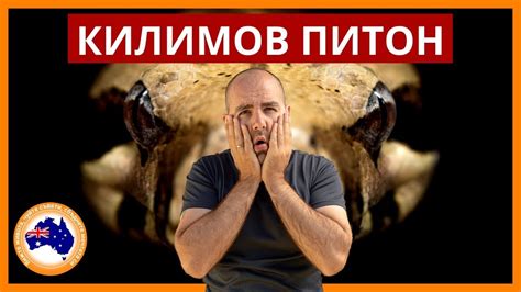 Змия ухапа жена в тоалетната Килимов питон Youtube