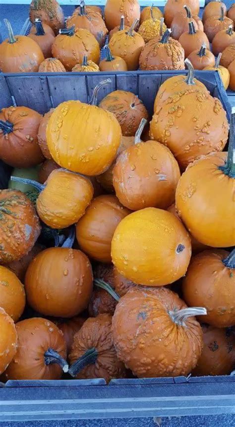 Devoes Rainbow Orchards Home Facebook