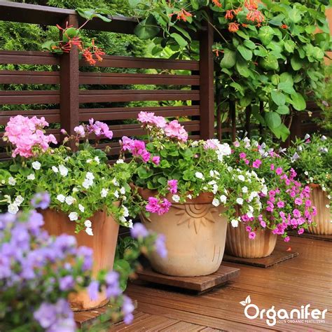 Leaf Diseases Capsules 144 Pack Organifer