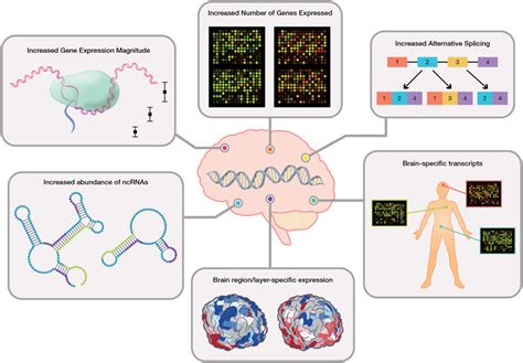 Summary Of Unique Functional Genomic Properties Of The Human Brain