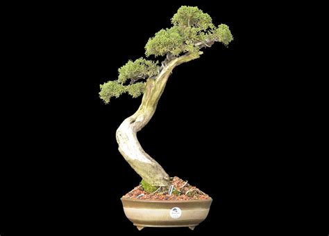 Bonsai Shimpaku Kichu Bonsai Arte Viva
