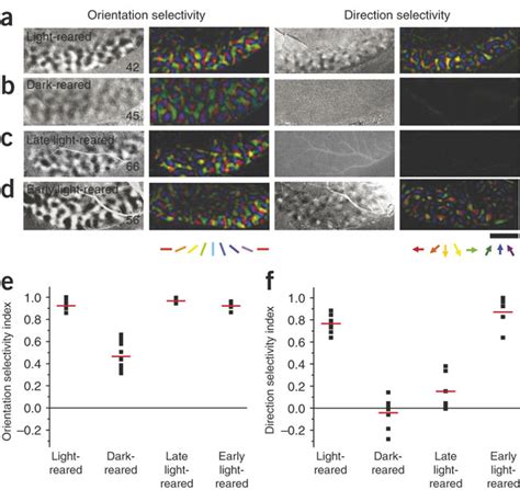 Early Visual Experience Promotes The Development Of Direction Download Scientific Diagram