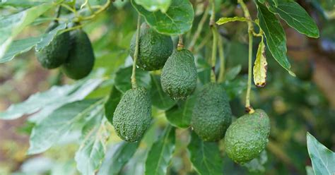 Dwarf Avocado Tree Varieties Whats The Best Kind Of Avocado To Grow