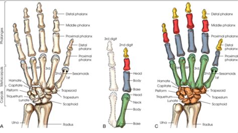 1411 Basic Radiographic Procedures Chapter 5 Upper Extremity