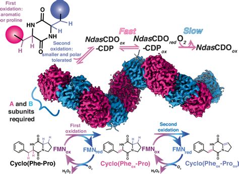 Broad Substrate Scope C C Oxidation In Cyclodipeptides Catalysed By A