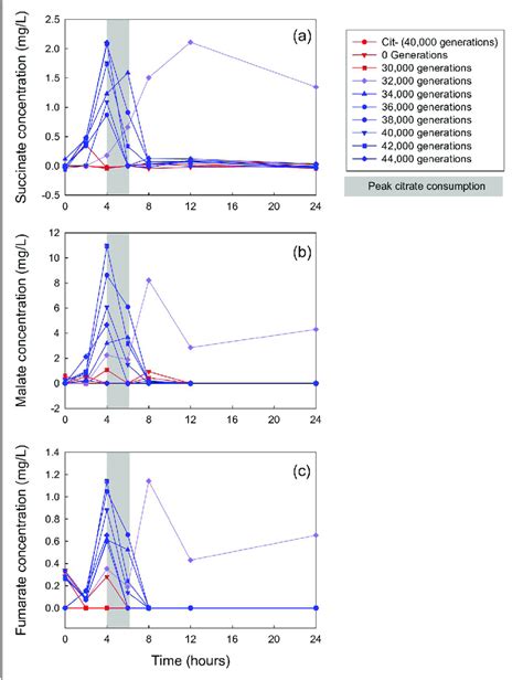 Concentrations Of Succinate A Malate B And Fumarate C In