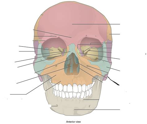 Skull Diagram Pt 1 Diagram Quizlet