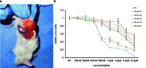 A The Chemoablation Agent Was Injected Using The Multipoint Injection