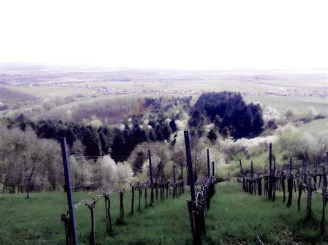 Wineyard Photograph By Josip Markovic Fine Art America