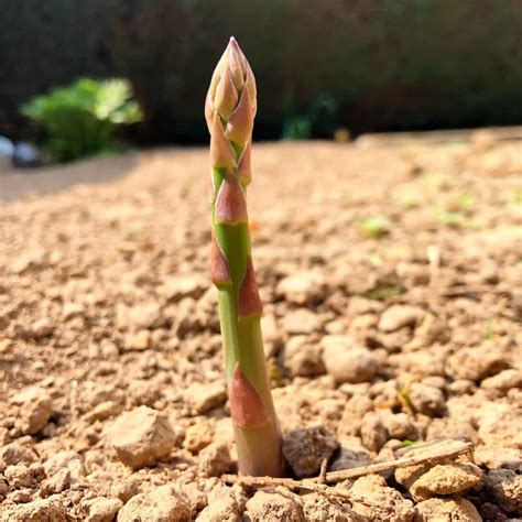 Is Asparagus A Fruit Or Stem Surprising Truth