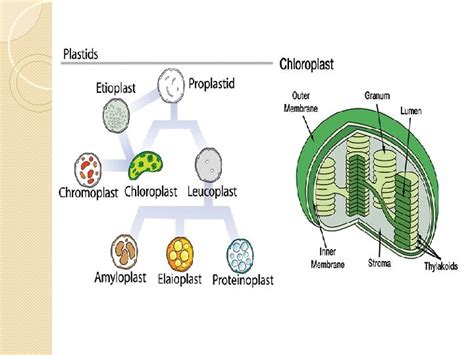 Unit 2 Cell Biology Topic Cell Organelles Plastids