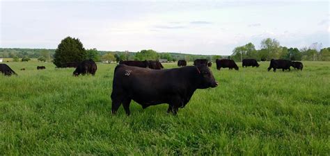Rolling Acres Angus Performance Based Registered Angus Cattle