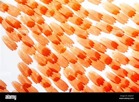 Butterfly Scales Light Micrograph Of Wing Scales From The Peacock Butterfly Inachis Io The