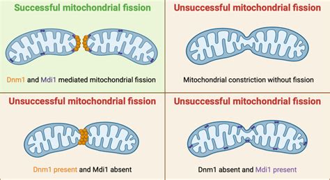 An Intermembrane Space Protein Facilitates Completion Of Mitochondrial