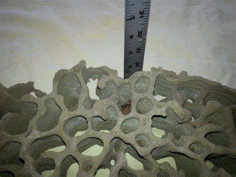 Fossil Petrified Wasp Nest Collectors Weekly