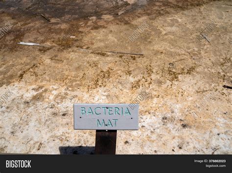 Microbial Mats Definition At Glen Williams Blog