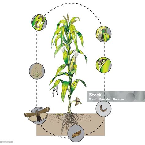 Fall Armyworm In Maize Scientific Illustration Life Circle Stock Illustration Download Image