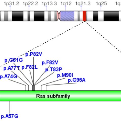 In 41 Cases Of Ns Caused By Rit1 Gene Mutations The Mutation Loci Were