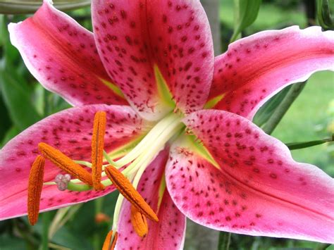 Stargazer Lily Iphone Wallpaper At Charles Amos Blog