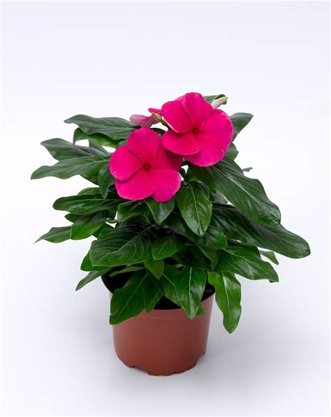 Vinca Catharanthus Cora Xdr Punch Muller Seeds