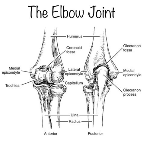 Physioosteobook The Elbow Joint ⠀ Anatomy And Osteopathic