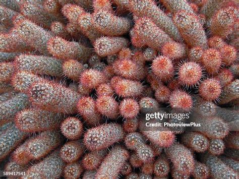 Clumping Photos And Premium High Res Pictures Getty Images