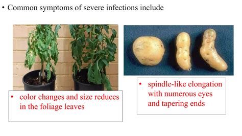Viroid Diseases Potato Spindle Tuber Viroid Diseasecoconut Cadang Cadang Viroid Diseasecccvd