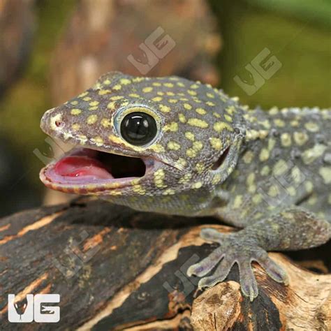 Tokay Geckos For Sale Underground Reptiles