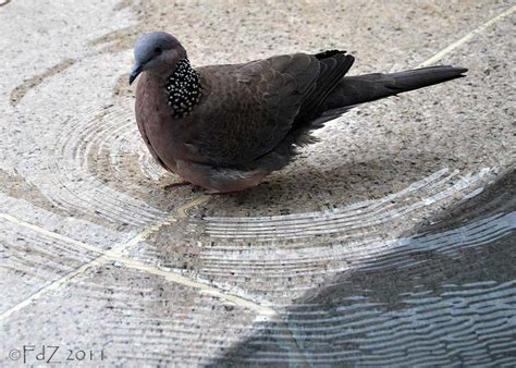 View Thru My Global Lens D Is For Dove