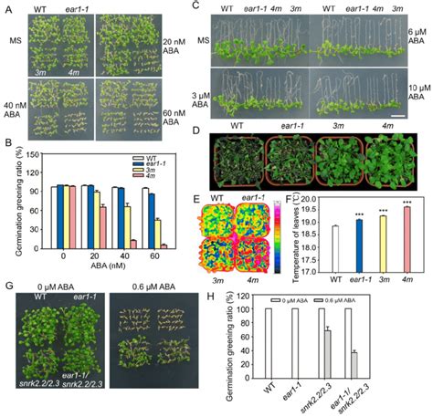 Genetic Analysis Of Ear1 1 With The Clade A Pp2c And Snrk2 Mutants