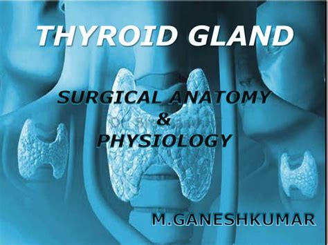 Thyroid Gland Anatomy Pptx