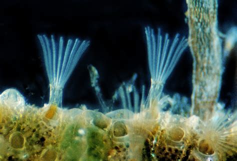 Adw Bryozoa Pictures