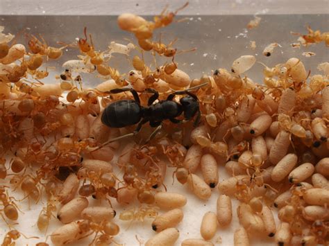 Exploding Ant Rips Itself Apart To Protect Its Own National Geographic