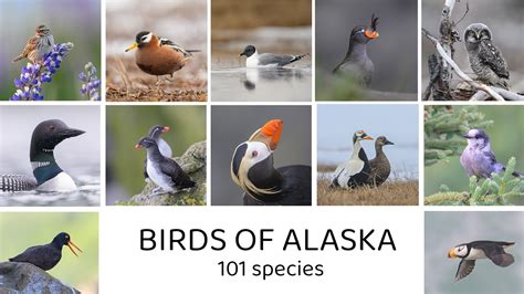 Birds Of Alaska 101 Species Youtube