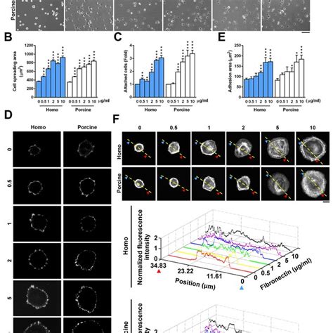 Fibronectin Purification From Homo And Porcine Plasma A Flow Diagram Download Scientific